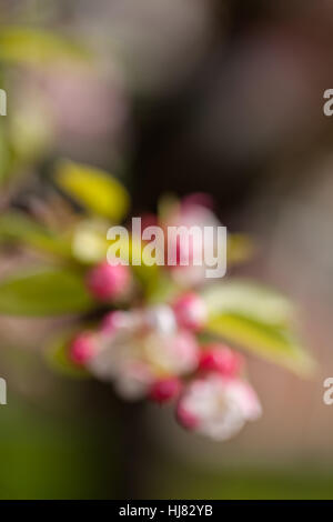 Abstraction pink flower on the dim background, for blurred background ...