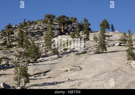 Ancient trees of SIERRA JUNIPER, Juniperus grandis, Yosemite ...