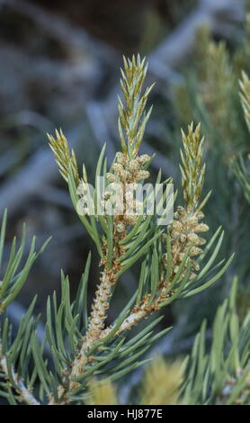 Single-leaf Pinyon Pine, Pinus edulis, growing in the cracks of rocks ...