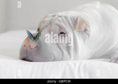 Cute dog with butterfly on his nose Stock Photo - Alamy