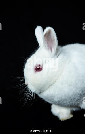 Pet vienna white rabbit on black background Stock Photo - Alamy