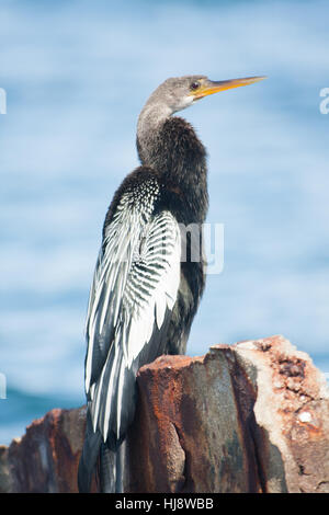 American Darter or Snakebird (Anhinga anhinga), young bird perched in a ...