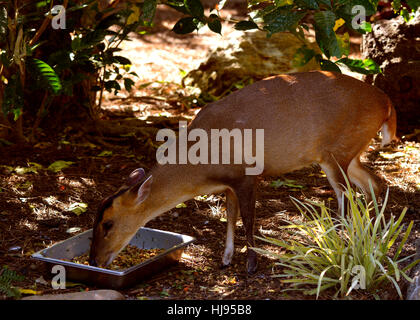 Muntjac deer Muntiacus reevesi smallest British deer. Male has small ...