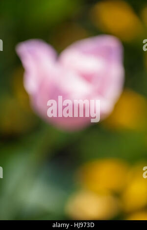 Abstraction pink flower on the dim background, for blurred background ...