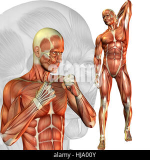 male muscle study Stock Photo - Alamy