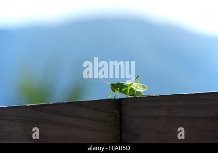 Grasshopper on a wooden railing Stock Photo - Alamy