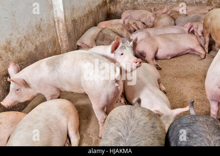industry, industrial, animal, mammal, animals, agriculture, farming ...