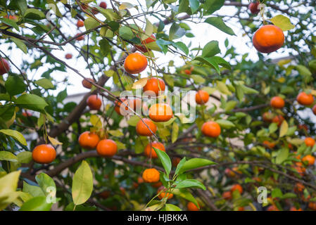 Orange laden fruit trees in an orchard Stock Photo - Alamy