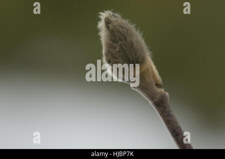 closeup of fuzzy magnolia tree flower bud in early springtime Stock ...