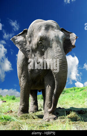 Beautiful photo of huge gray elephant walking in zoo Stock Photo - Alamy