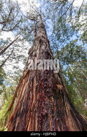 Red gumtree forest Stock Photo - Alamy
