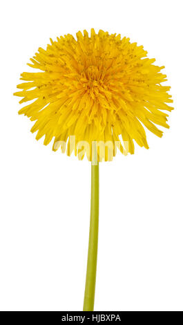 Dandelion flowers isolated on white background Stock Photo - Alamy