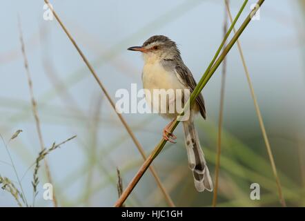 beautiful plain prina (Prina inornata) possing on log in forest of ...