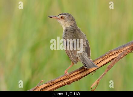 beautiful plain prina (Prina inornata) possing on log in forest of ...