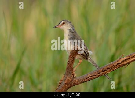 beautiful plain prina (Prina inornata) possing on log in forest of ...