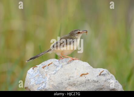 beautiful plain prina (Prina inornata) possing on log in forest of ...
