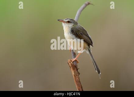 beautiful plain prina (Prina inornata) possing on log in forest of ...