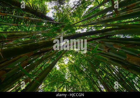 Bamboo background, Java, Indonesia Stock Photo - Alamy
