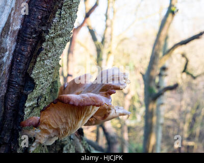 large fungus growths on a tree Stock Photo - Alamy