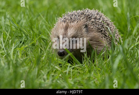 Adorable little hedgehog with sharp spikes on the ground Stock Photo ...