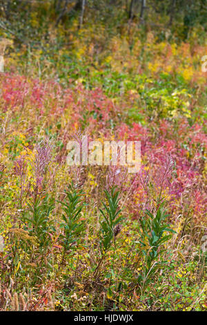 Ground vegetation changing in the fall season along the Leigh Lake ...