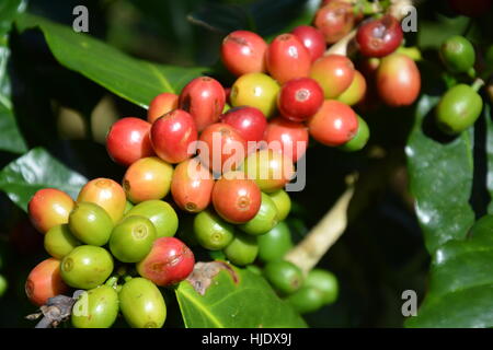 Robusta Coffee Leaves, Coffea canephora, syn. Coffea robusta, Rubiaceae ...
