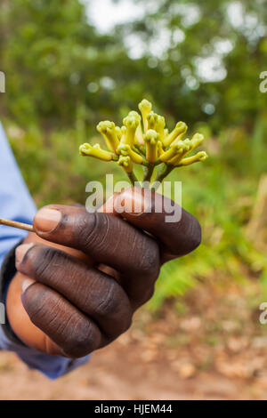 CLOVE PRODUCTION ZANZIBAR TANZANIA Africa Tanzania Stock Photo - Alamy
