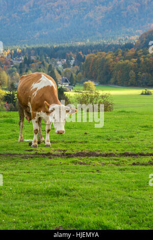 Rural idyllic landscape. Farm with green tree, hay bales and red roof ...
