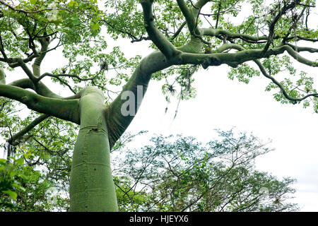 Ceiba Tree (Ceiba trichistandra), family of mallvaceae, Jorupe Nature ...