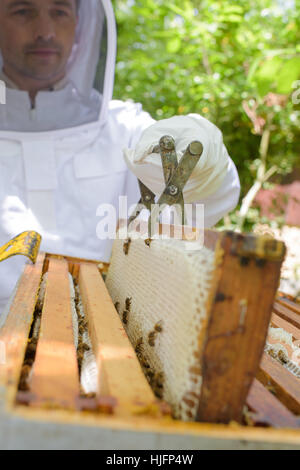 Beekeeper lifting a frame of honeycomb out of the hive with a hoist ...