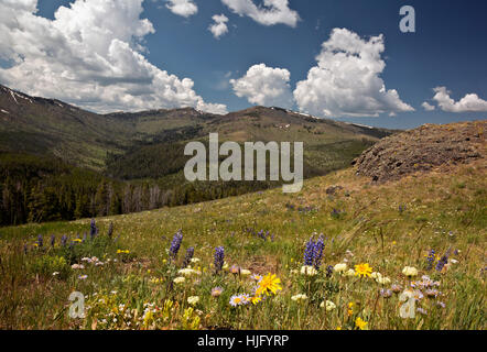 Meadow with Wildflowers in Yellowstone National Park with mountains in ...