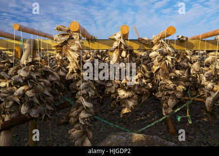 norway, house, building, food, aliment, city, town, industry, fish ...