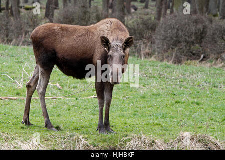 bull, cow, elk, hart, stag, animal, mammal, asia, bull, portrait ...