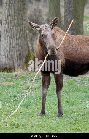 bull, cow, elk, hart, stag, animal, mammal, asia, bull, portrait ...