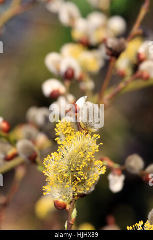 pollen packed flowers of willow Stock Photo - Alamy
