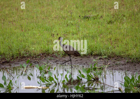Limpkin foraging in wetland in Brazil Stock Photo - Alamy