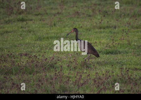 Limpkin foraging in wetland in Brazil Stock Photo - Alamy