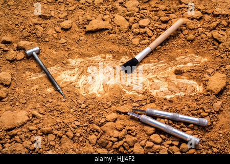 Skeleton and archaeological tools.Training for dig fossil.Simulated ...