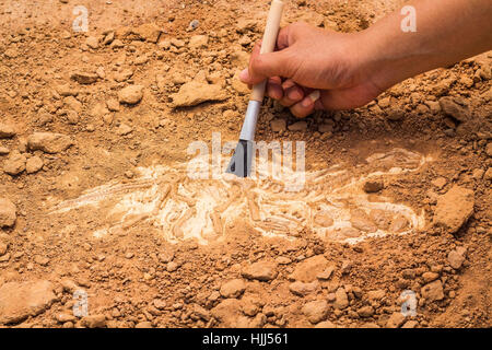 Skeleton and archaeological tools.Training for dig fossil.Simulated ...
