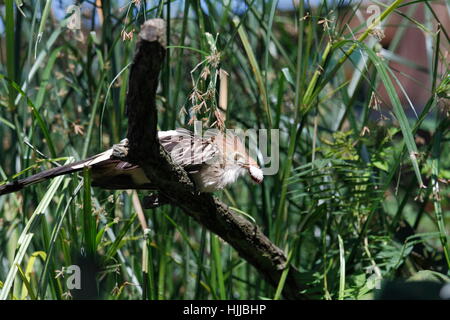 bird, birds, cuckoo, environment, enviroment, relaxation, animal, bird ...