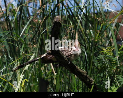 bird, birds, cuckoo, environment, enviroment, relaxation, animal, bird ...