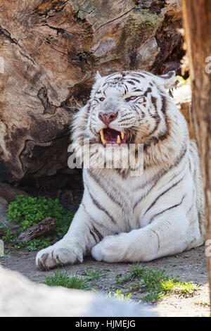 beautiful white tiger in zoo, note shallow depth of field Stock Photo ...