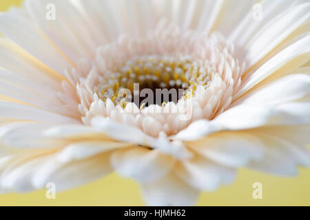charming cream gerbera on yellow still life - positive and flourishing ...