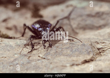 fastest insect on the World in nature, note shallow depth of field ...