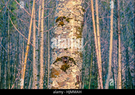 Bare red alder trees(Alnus rubra) in winter near Sitka, Alaska Stock ...