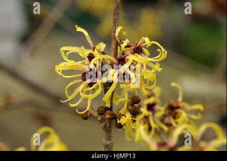 Witch-hazel, Hamamelis spp Stock Photo - Alamy