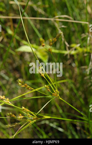 slender rush, path rush (Juncus tenuis), grows in paving gaps, Germany ...
