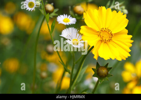 Beautiful yellow flowers Coreopsis lanceolata. Taken in the Early ...