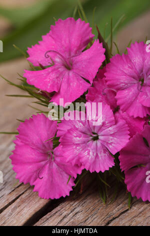 A vertical closeup of pink and red Carnation flowers growing in a ...