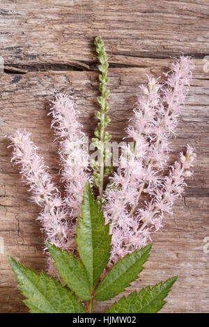 Delicate white pink flowers of Saxifrage moss in spring garden. Floral ...